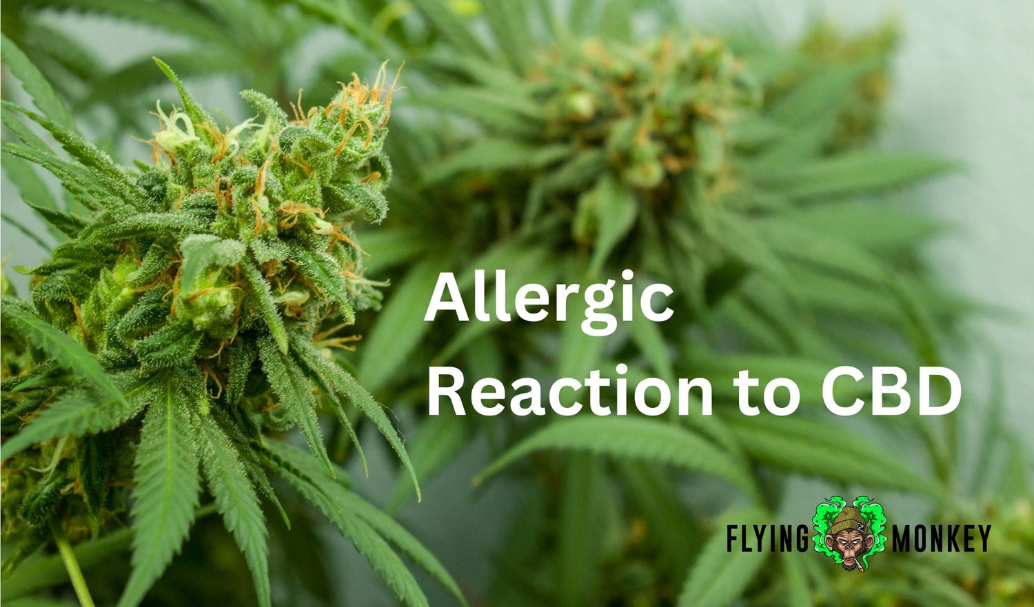Can You Have An Allergic Reaction to CBD? – Flying Monkey